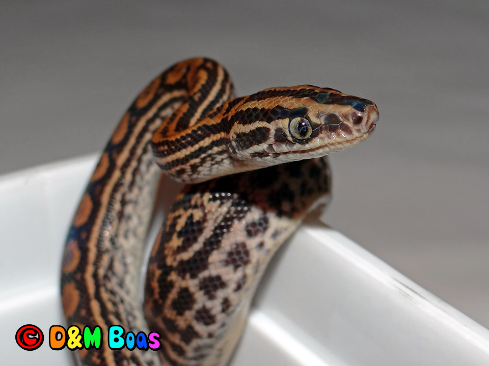 Epicrates cenchria crassus