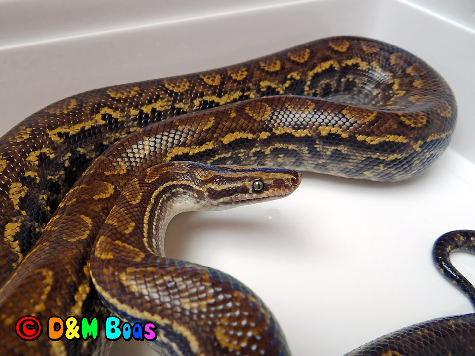 Epicrates cenchria crassus