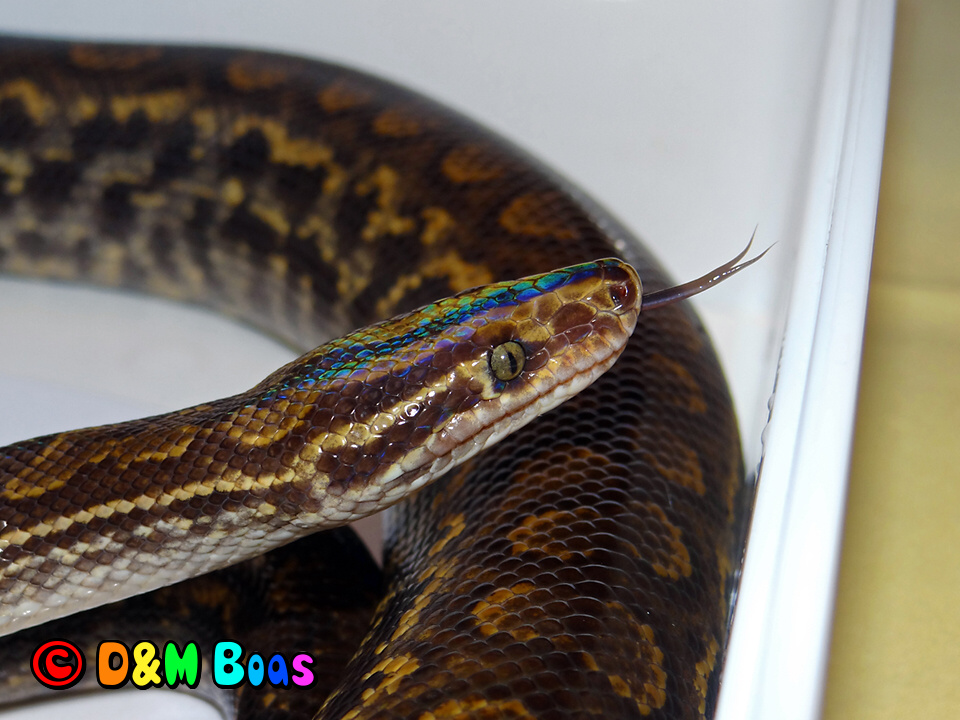 Epicrates cenchria crassus