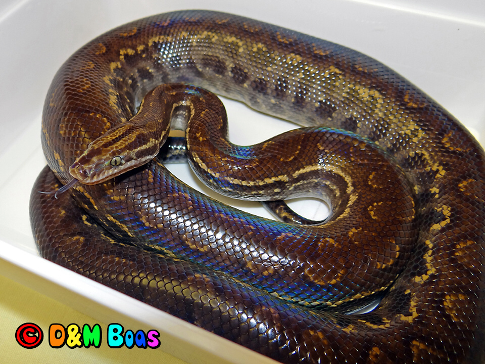 Epicrates cenchria crassus