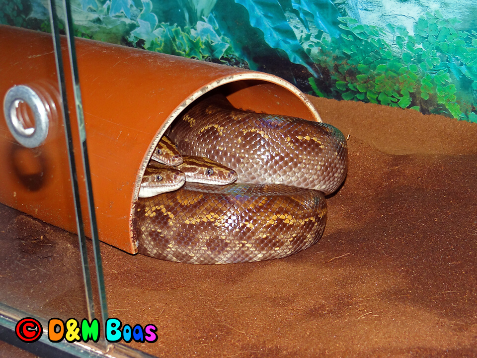Epicrates cenchria crassus