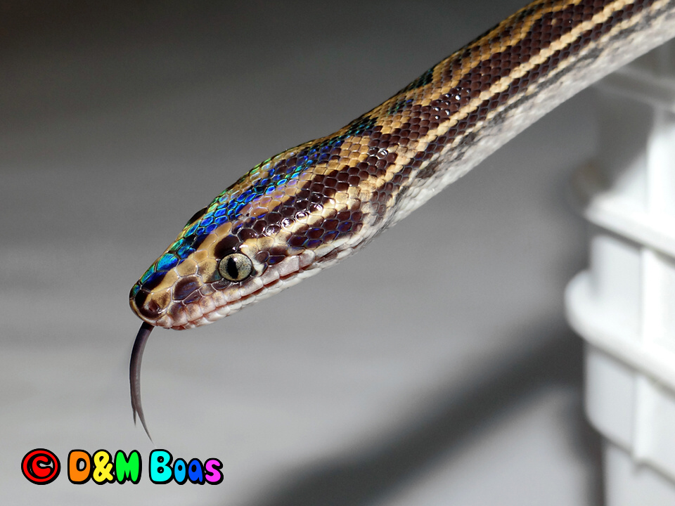 Epicrates cenchria crassus