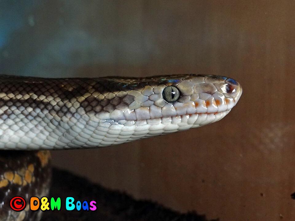 Epicrates cenchria crassus