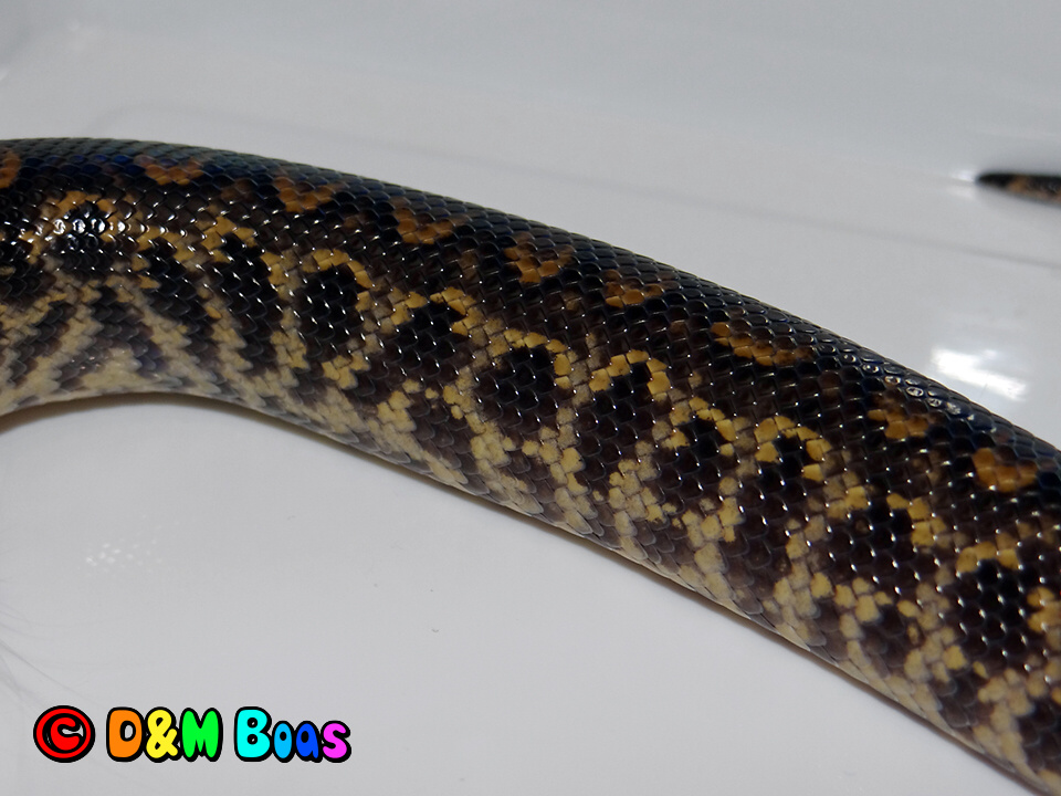 Epicrates cenchria crassus