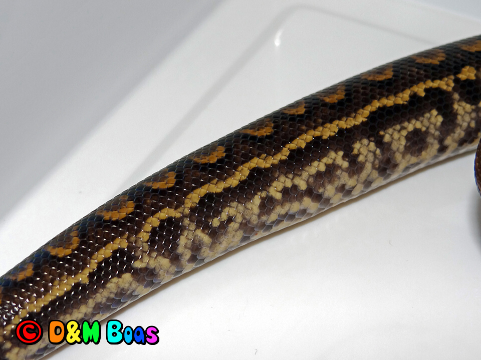 Epicrates cenchria crassus