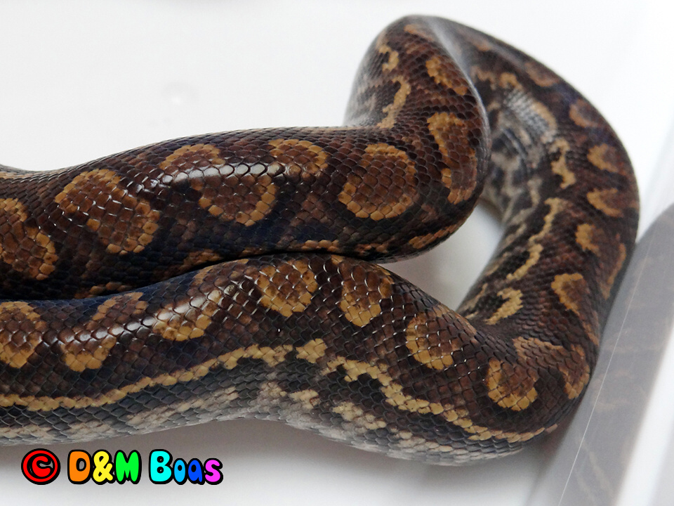 Epicrates cenchria crassus