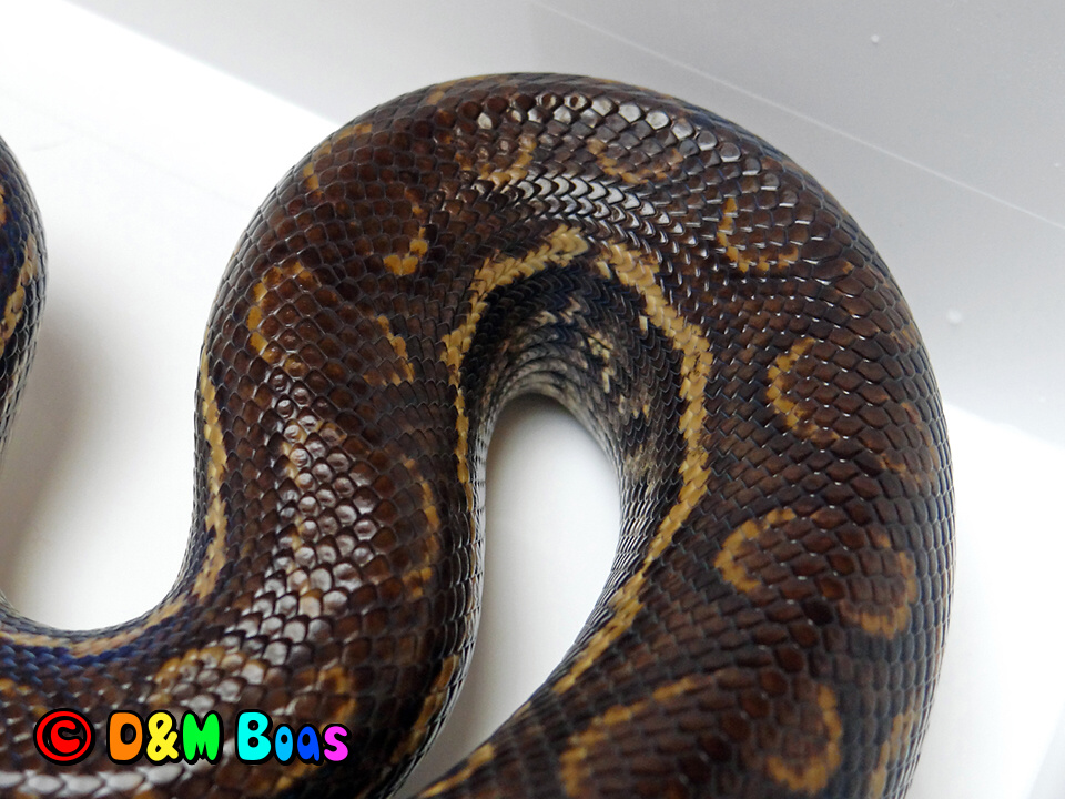 Epicrates cenchria crassus