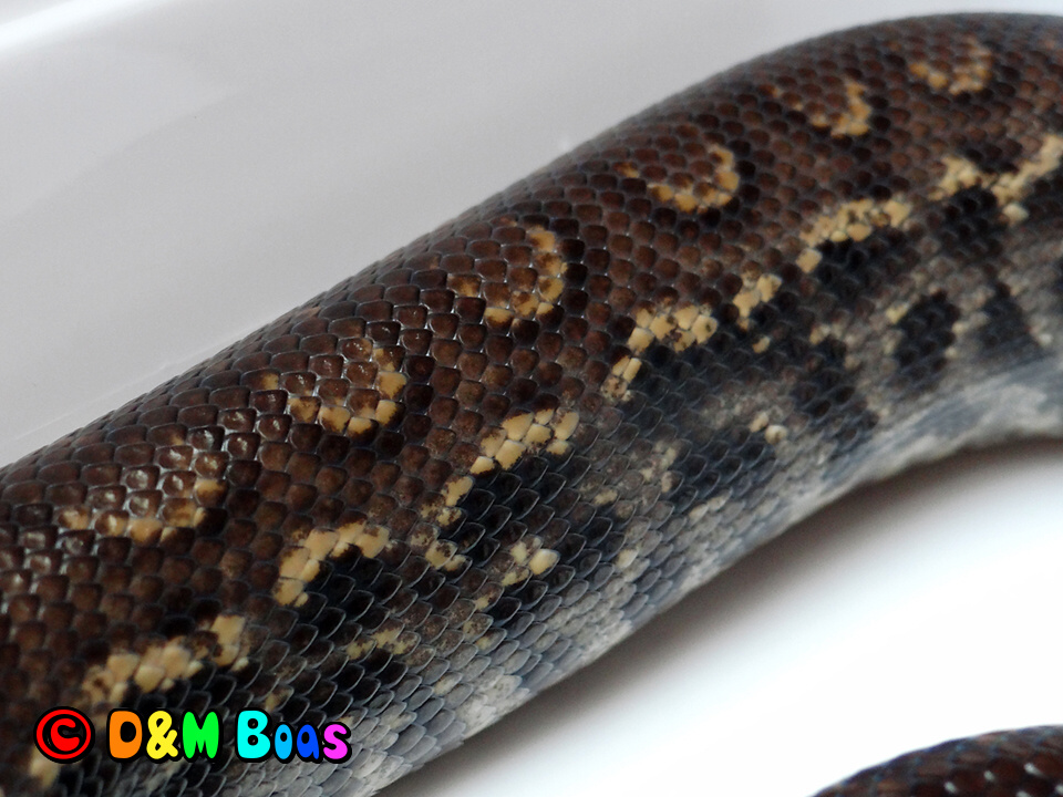 Epicrates cenchria crassus
