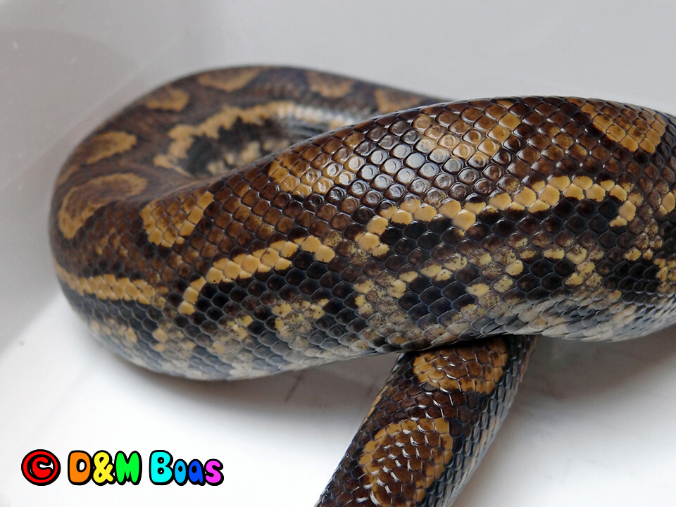 Epicrates cenchria crassus