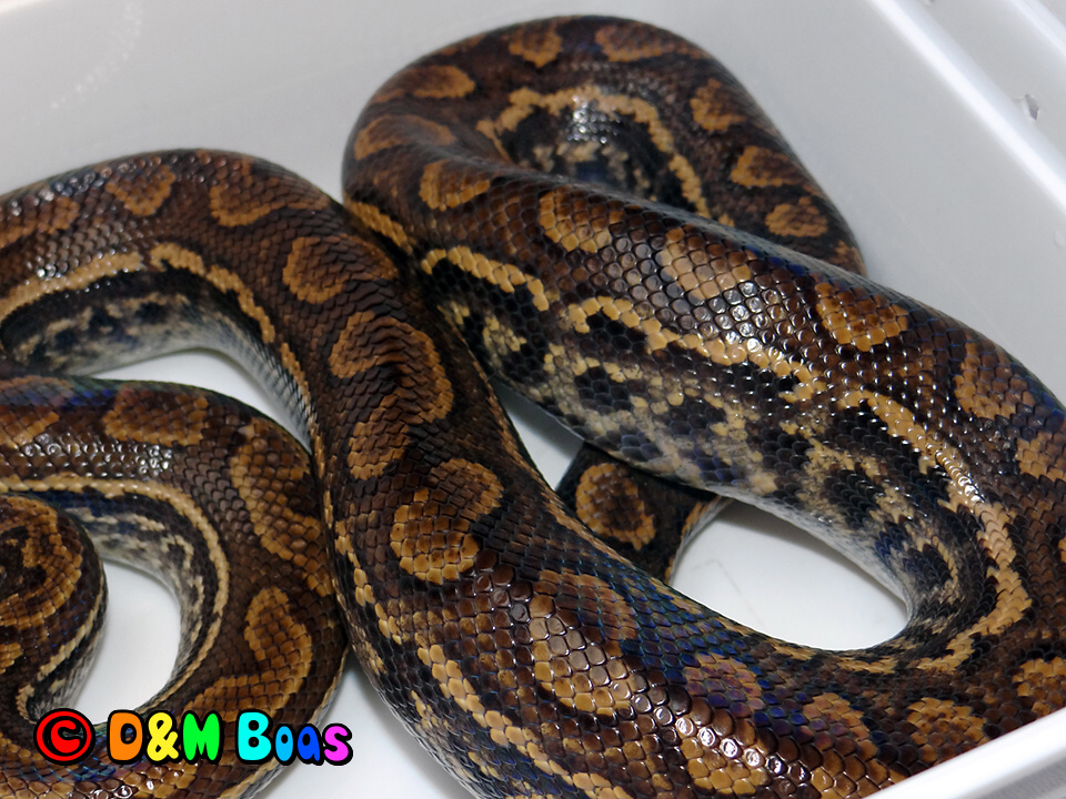 Epicrates cenchria crassus