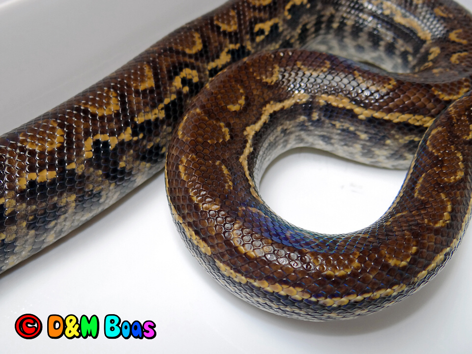 Epicrates cenchria crassus