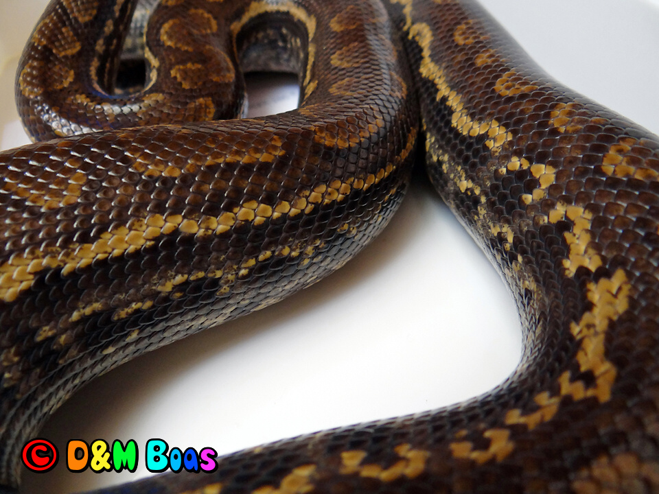 Epicrates cenchria crassus