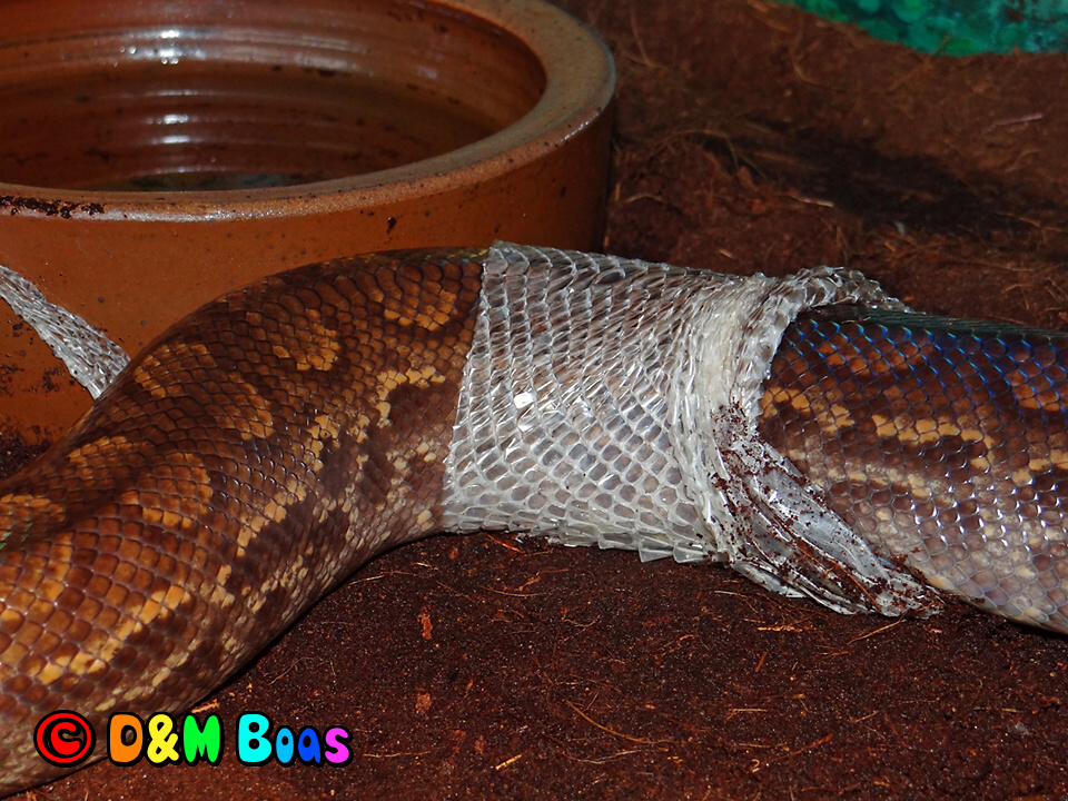 Epicrates cenchria crassus