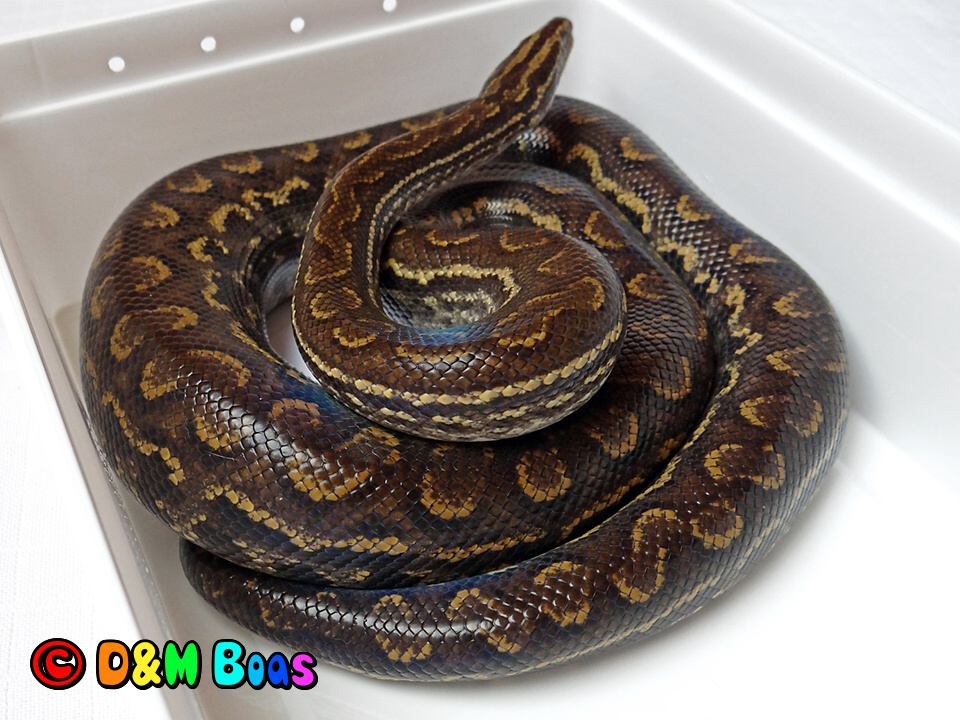 Epicrates cenchria crassus