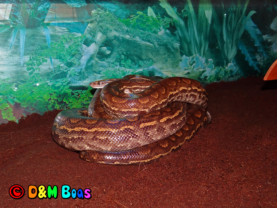 Epicrates cenchria crassus