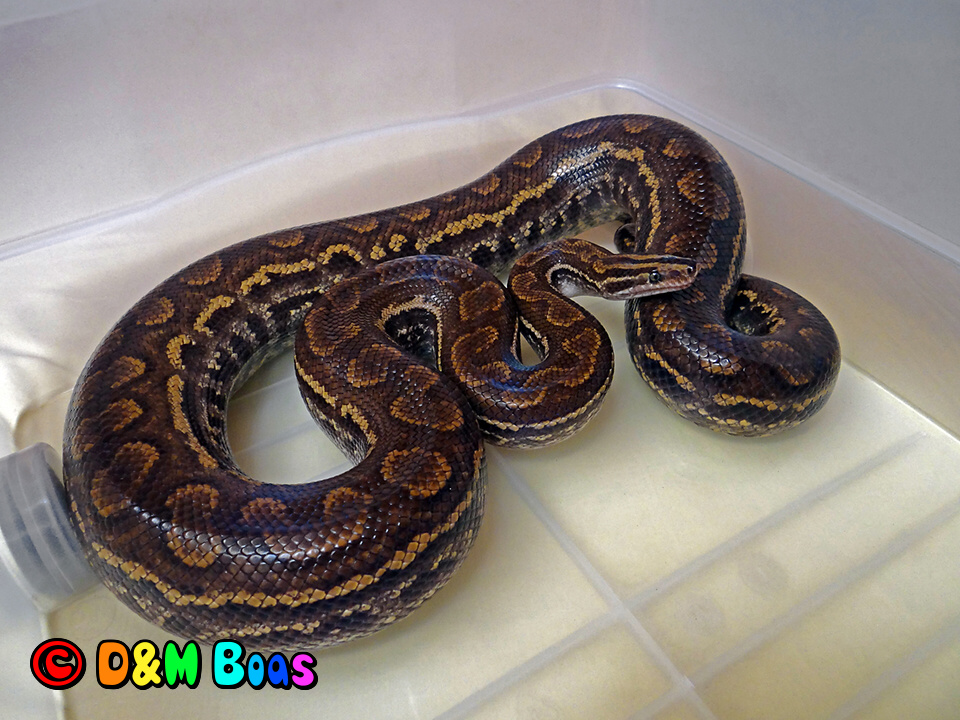 Epicrates cenchria crassus
